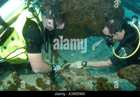 diver on wreck of Cornwallis Stock Photo - Alamy