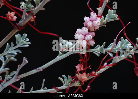 Red thallus of Cuscuta epithymum clover dodder and flowers Stock Photo ...