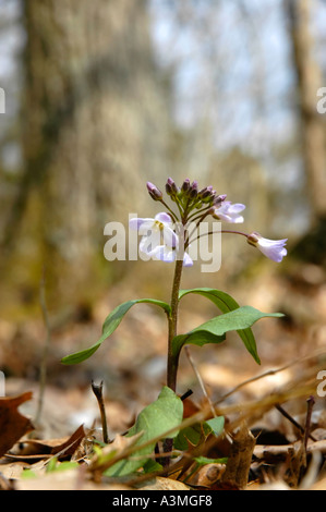 Spring Cress wildflower, Cardamine bulbosa of the family Brassicaceae ...