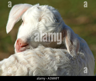 Two cute white sheep turning their heads toward camera before entering ...