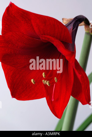 Red Lion Amaryllis Stock Photo - Alamy