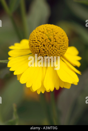 Helenium Potters Wheel Stock Photo - Alamy