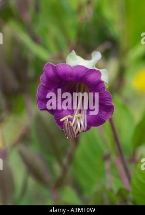 Cobaea scandens, Cathedral bells Stock Photo - Alamy