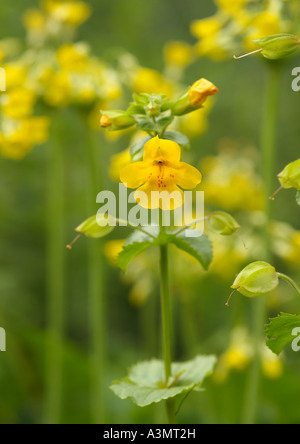 Yellow monkey-flower Mimulus guttatus Yellowstone National Park Wyoming ...