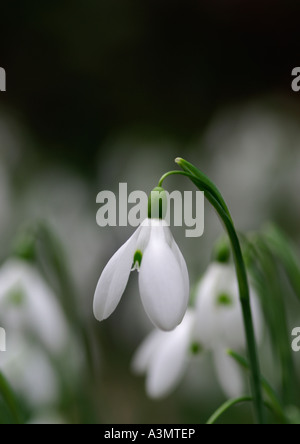 Galanthus Magnet Snowdrop Stock Photo - Alamy