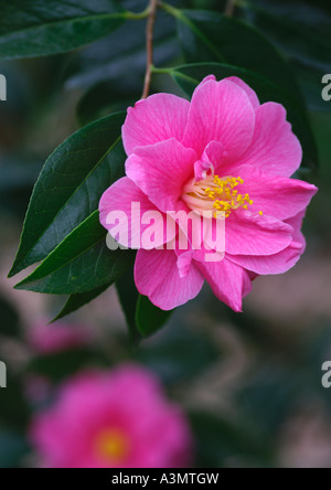 Camellia Maud Messel Stock Photo - Alamy