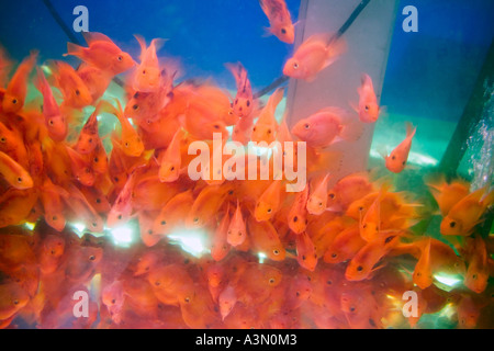 CHINA HANGZHOU Aquarium full of brightly colored tropical fish for sale ...