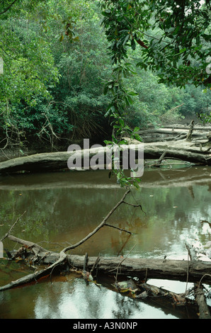 reflections of dead tree trunks in bog water at sunset in swamp area ...