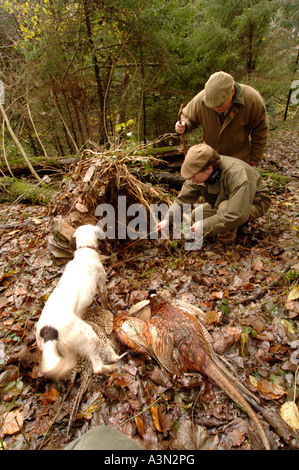 game keeper retrieving birds Stock Photo - Alamy