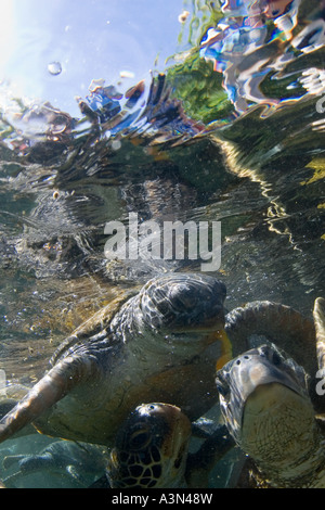 Swimming with the turtles at Satoalepai Savaii Western Samoa Stock ...