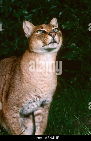 African golden cat (Profelis aurata) Female, close-up of head and ...