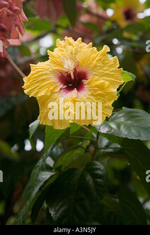 Hibiscus Moorea French Polynesia Stock Photo - Alamy