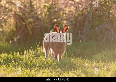 Brown Hare Stretching Lepus capensis Norfolk UK Stock Photo - Alamy