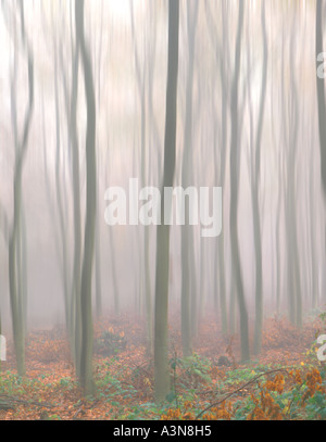 Beech tree trunks in misty forest Stock Photo - Alamy