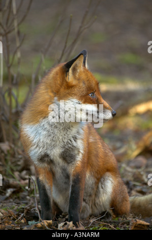 Red Fox Lancashire woodland UK Stock Photo - Alamy