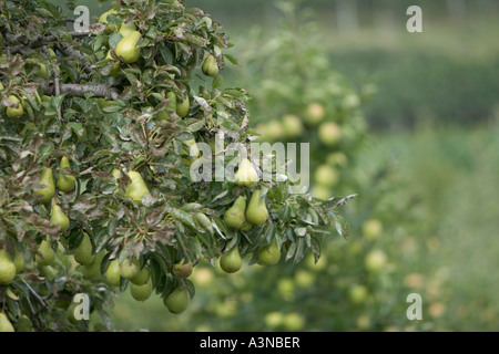 Comice pears on tree, Italy Stock Photo - Alamy