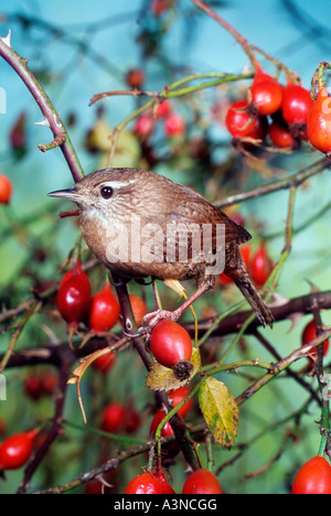 Northern Wren / Winter Wren Stock Photo - Alamy