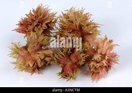 Giant Filbert / Hazelnut Stock Photo - Alamy