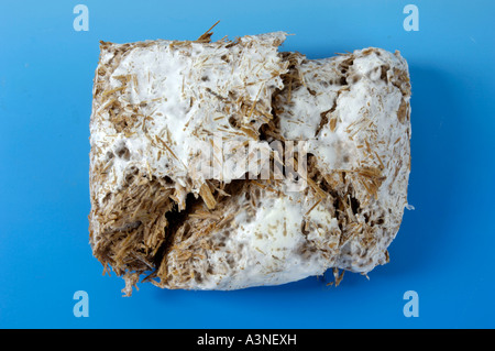 Substrate block for oyster mushroom (Pleurotus ostreatus), mushroom ...