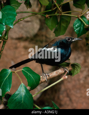 Birds, Indian Robin (Saxicoloides fulicata), Jodhpur, Rajasthan, India ...