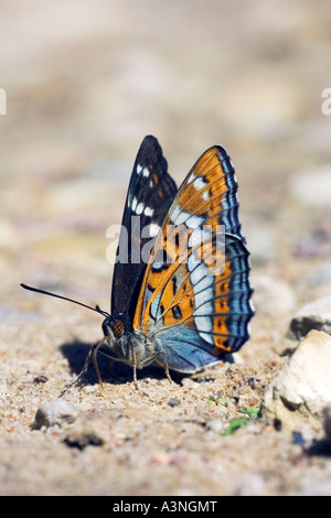 Poplar poplar admiral (Limenitis populi) adult male, underside, resting ...