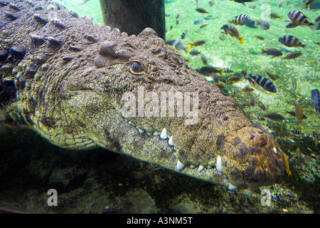 Nilotic crocodile (Crocodylus niloticus Stock Photo - Alamy