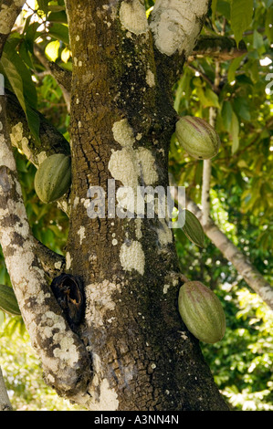 Cocoa tree, Sterculiaceae, fruits, Brazil Stock Photo - Alamy