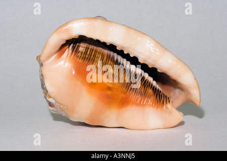 East African conch shell showing teeth on undersurface Mombasa Kenya ...