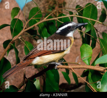 Rufous Sibia (Heterophasia capistrata) adult, perched on branch ...