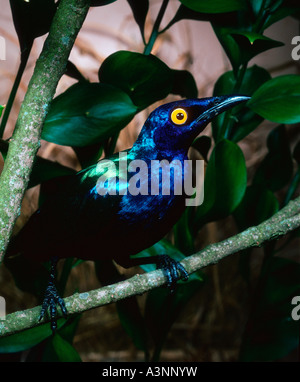 The Splendid Glossy-starling (Lamprotornis splendidus) is a species of ...