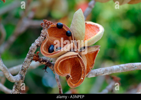 Sea Almond Tree, fruit, national park Manuel Antonio, Costa Rica ...