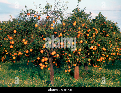 Portugal, the Algarve, an orange orchard Stock Photo: 50495788 - Alamy