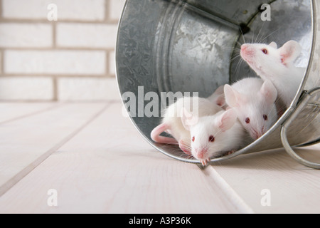 Mice in a bucket Stock Photo - Alamy