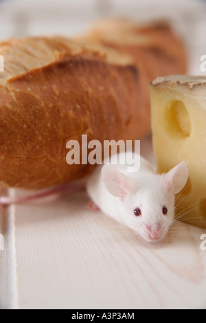 A mouse walking among foods Stock Photo - Alamy