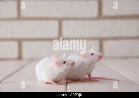 Mice huddled together Stock Photo - Alamy