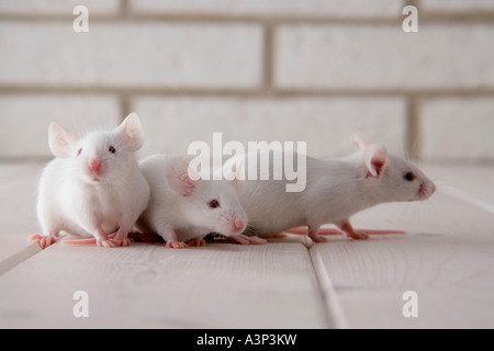 Mice huddled together Stock Photo - Alamy
