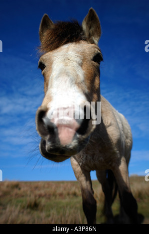 United Kingdom Lundy Island off the coast of Devon the National Trust ...