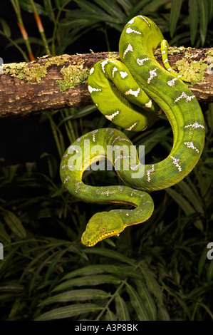 Emerald Tree Boa Constrictor Corallus caninus South America Stock Photo ...