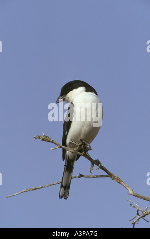 Taita fiscal or Teita fiscal (Lanius dorsalis) perched on a dry tree ...
