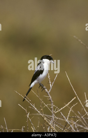Taita Fiscal (Lanius dorsalis Stock Photo - Alamy