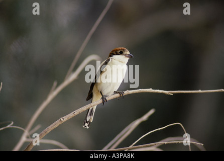 Woodchat Shrike (lanius senator) perched Stock Photo - Alamy