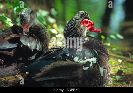 wart duck black white spotted Stock Photo - Alamy