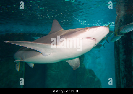 Brown Shark Carcharhinus milberti fish swimming in tank in London ...