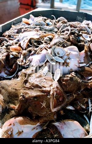Sorting the catch largest fish is a goosefish Lophius americanus Stock ...