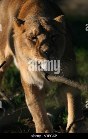 asiatic lion scratching Stock Photo - Alamy