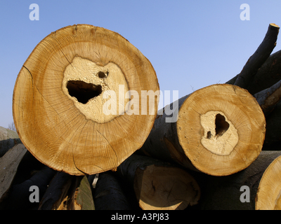 Beech tree, damage Stock Photo - Alamy