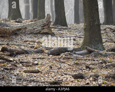 Root bole of Oak Tree Quercus robur blown down in Saltern's Copse ...