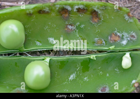 Pea leaf and pod spot Ascochyta pisi showing sunken spots on pea pod ...
