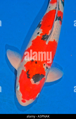 Koi Sanke swimming in show vat fv Stock Photo - Alamy
