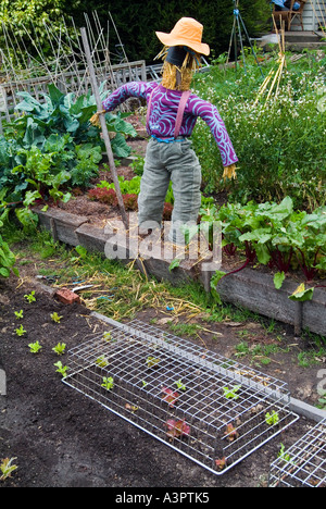 A scarecrow protecting a healthy garden vegetable plot Stock Photo - Alamy